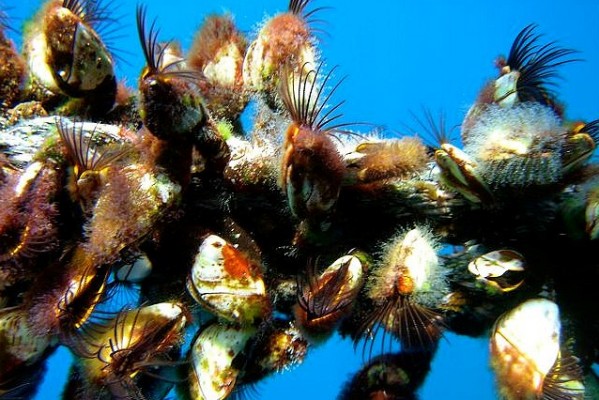 A foul tale of marine invasions - Invasive Species Council
