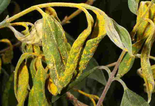 A verdict on Australia’s new biosecurity laws - Invasive Species Council