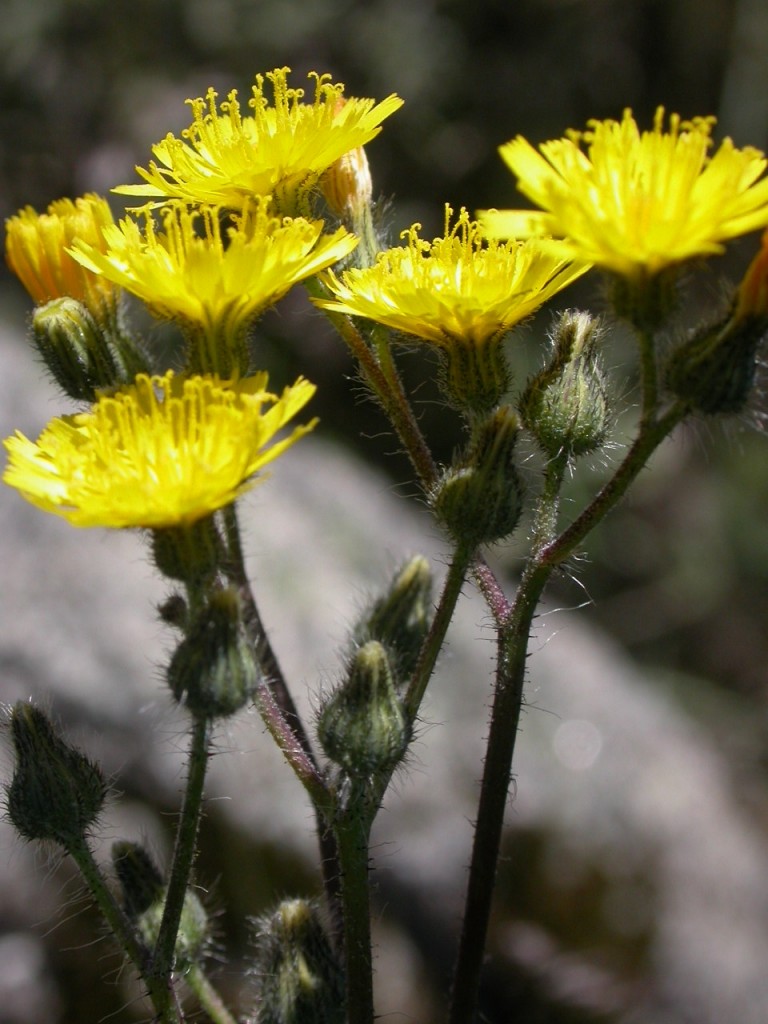 Hawkweeds: a recent discovery in Victoria’s Alps and a taxonomic name ...