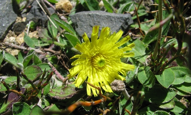 Hawkweeds: a recent discovery in Victoria’s Alps and a taxonomic name ...