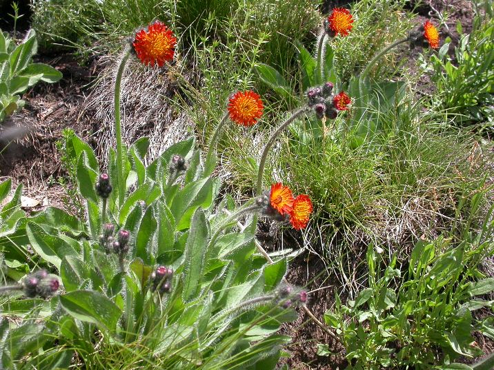 Hawkweeds: a recent discovery in Victoria’s Alps and a taxonomic name ...