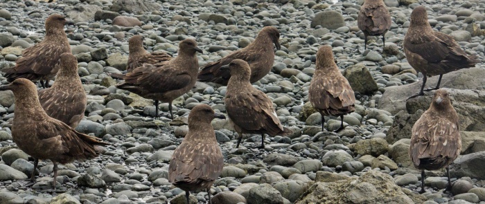 Number 1 Seabird Threat - Invasive Species Council
