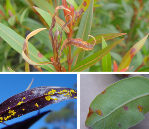 Myrtle rust could fundamentally alter Australia's ecology - Invasive ...