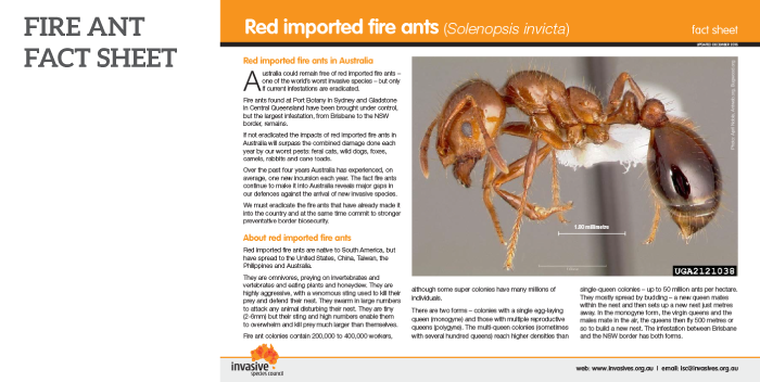 Kit-fact-sheet - Invasive Species Council Kit-fact-sheet - Invasive Species Council