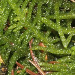 Hawkweeds: a recent discovery in Victoria’s Alps and a taxonomic name ...