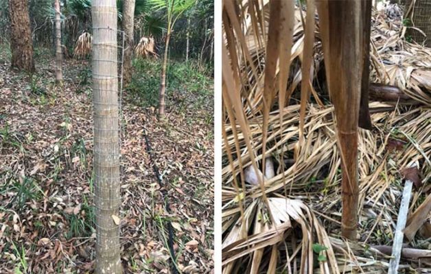 Feral deer destroying a lifetime of bushcare conservation - Invasive ...