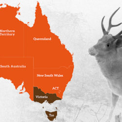NSW deer population range explodes by 60% - Invasive Species Council