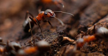 Fact sheet: Red imported fire ants - Invasive Species Council