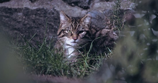 Fact Sheets - Invasive Species Council