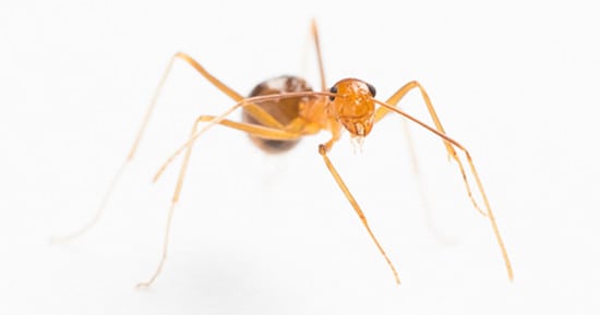 Yellow crazy ants in Australia