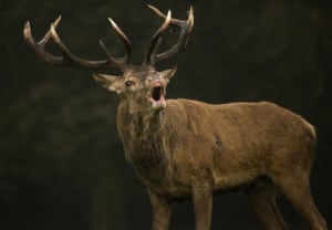 Feral deer in Tasmania - Invasive Species Council