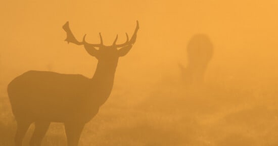 Feral deer in Victoria - Invasive Species Council