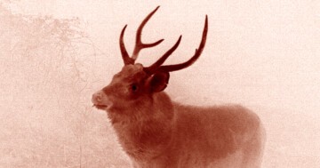 The rise and rise of feral deer in Australia - Invasive Species Council