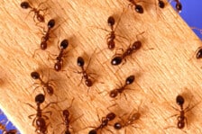 Insect watch: Electric ant