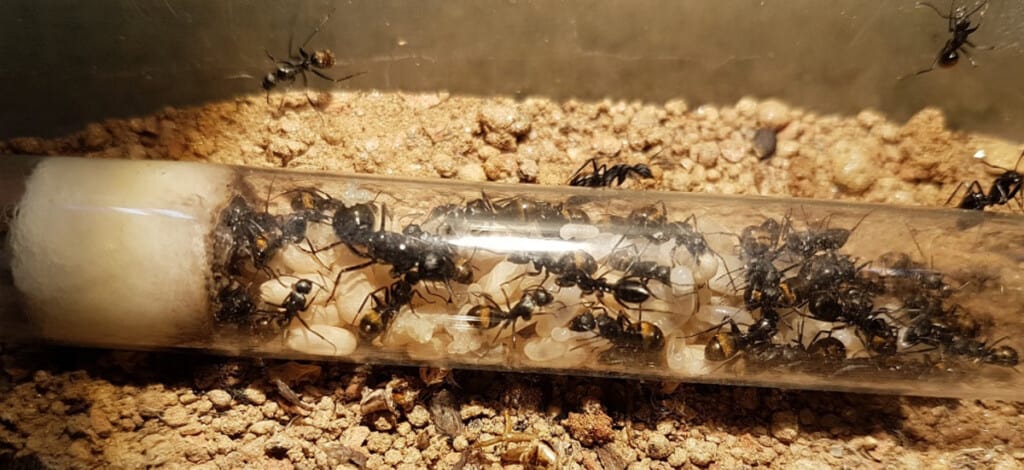 Tropical fire ants - Invasive Species Council