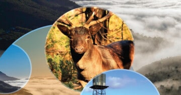 The rise and rise of feral deer in Australia - Invasive Species Council