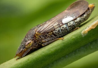 Invasive insects: A threat to Australian wildlife