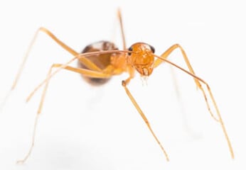 Invasive insects: A threat to Australian wildlife