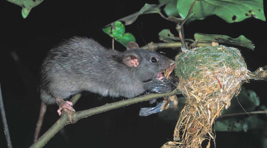 Norfolk Island conservation project - Invasive Species Council