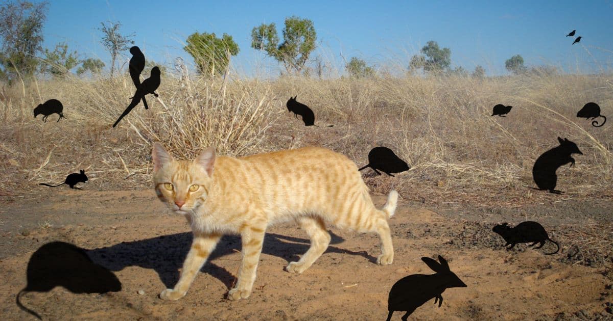 Donate today - support our work in stopping further cat-driven ...