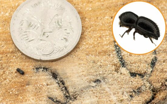 Western Australia may have just dodged an invasive bullet