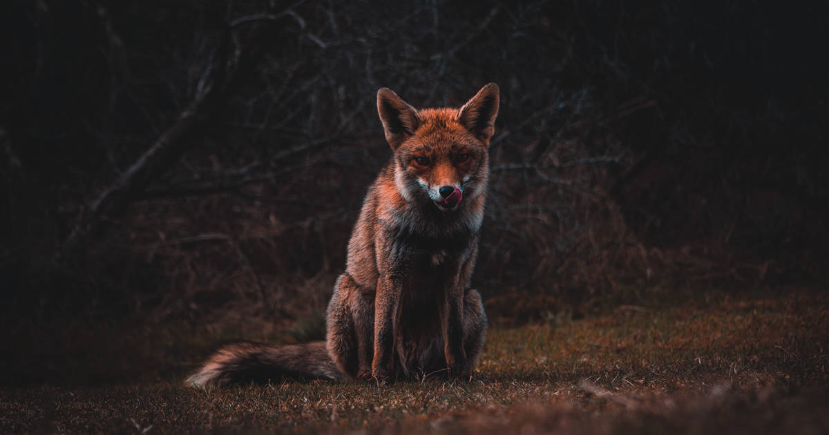 Meet the Invaders: Foxes
