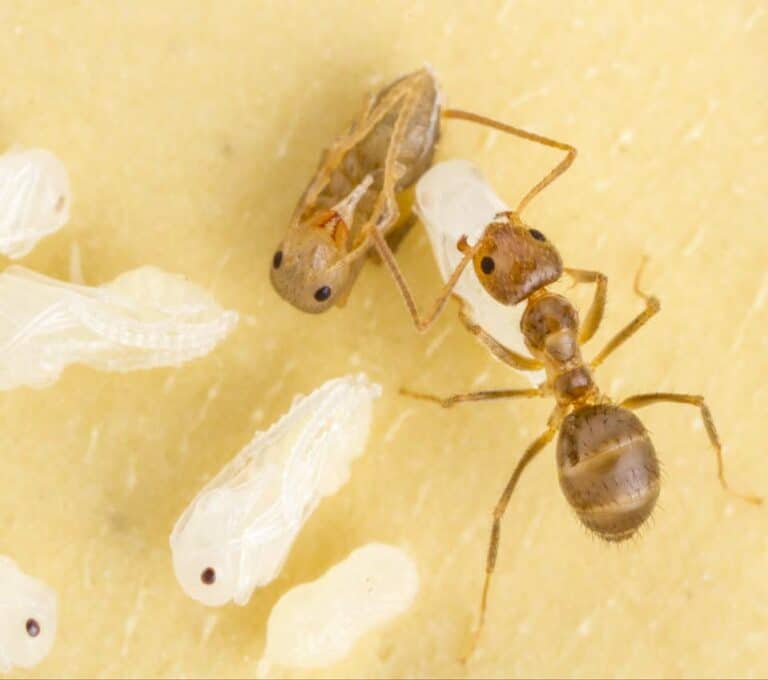 Could one of these 5 insects be Australia’s next varroa mite?