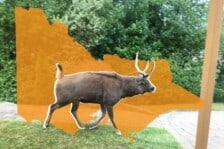 Protecting Australia's natural environment from invasive species