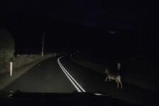 Protecting Australia's natural environment from invasive species