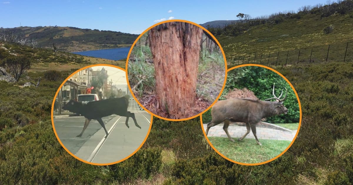Take action to protect Victoria from feral horses | Invasive Species ...