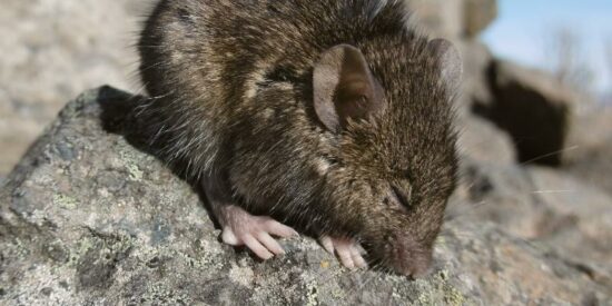 How the NSW government was intimidated into banning feral animal ...