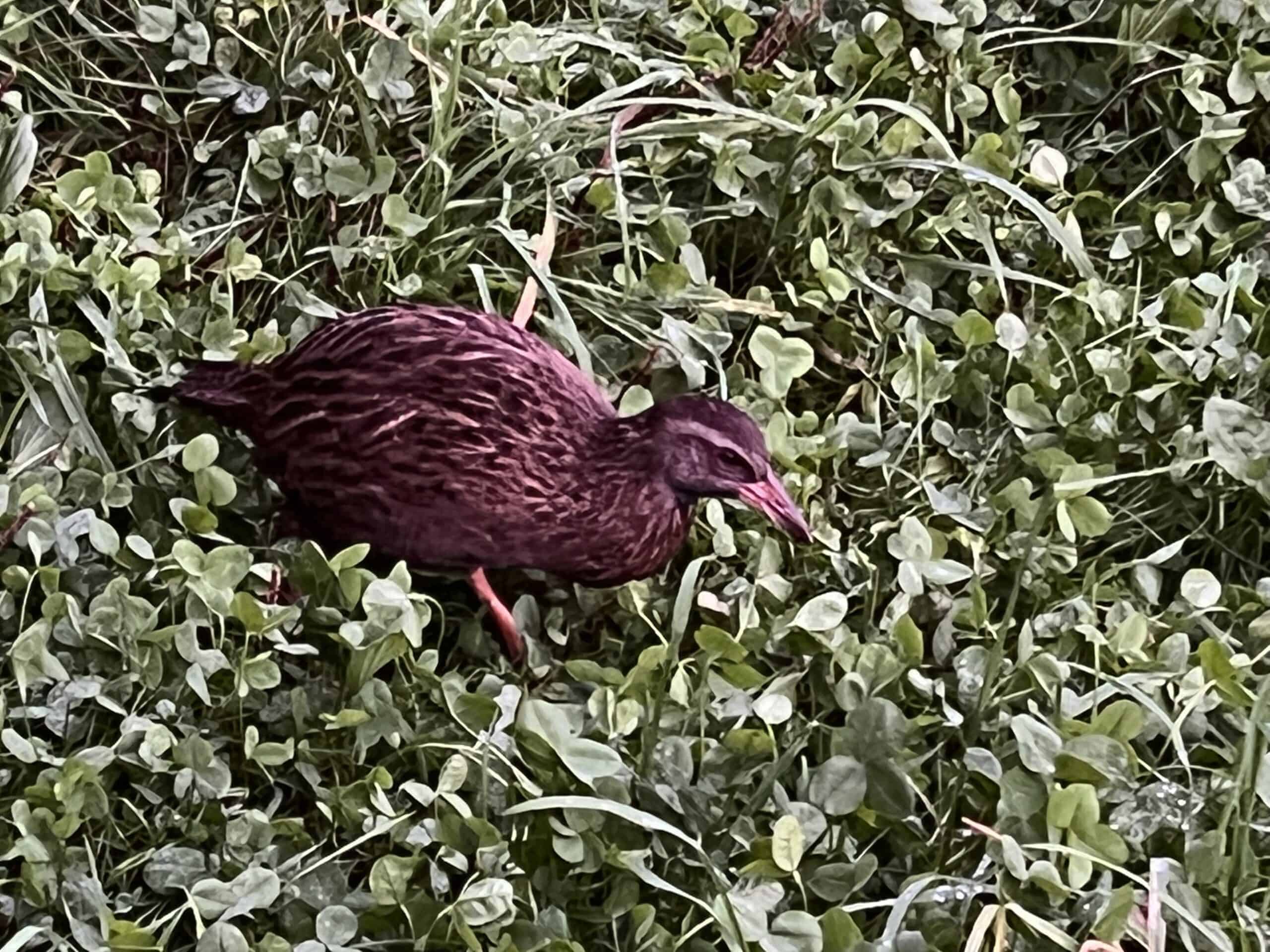 New Zealand, new insights - Invasive Species Council