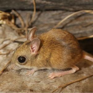 Test poll - Invasive Species Council