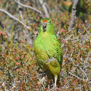 Test poll - Invasive Species Council