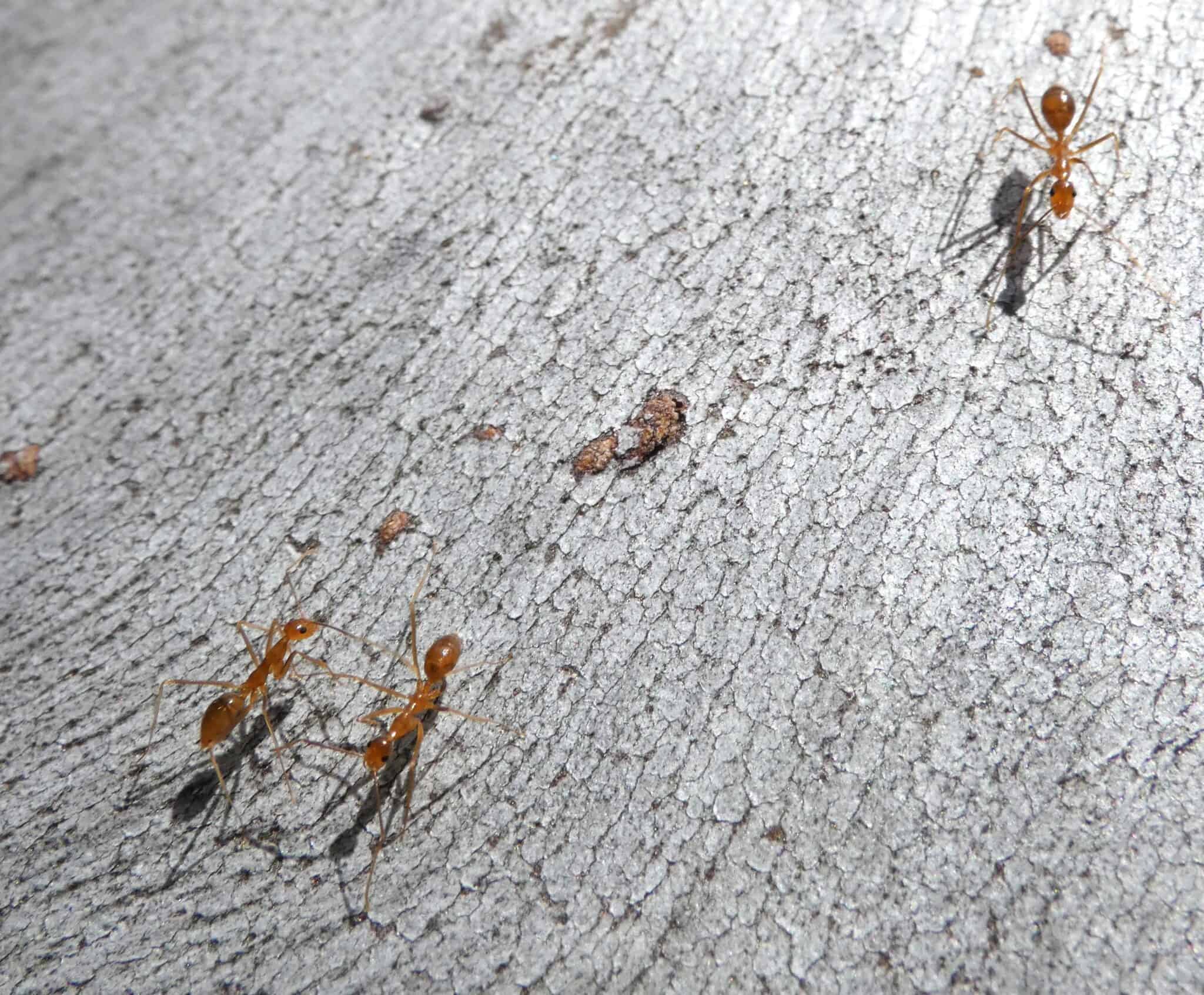 What the Kunming-Montreal CoP15 Global Biodiversity Framework means for ...