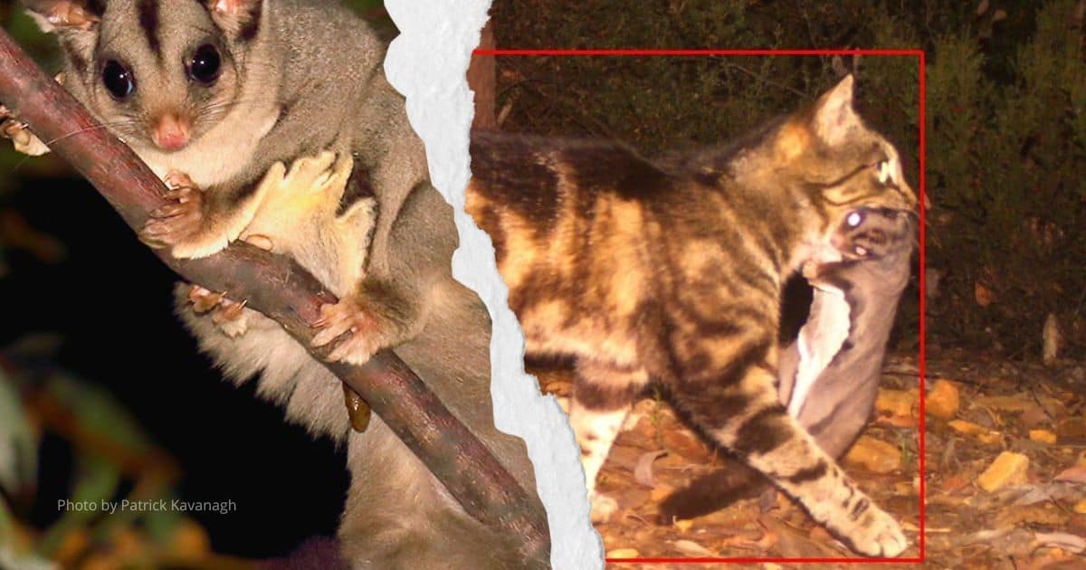 $423 billion per year and rising: The cost of invasive species revealed ...