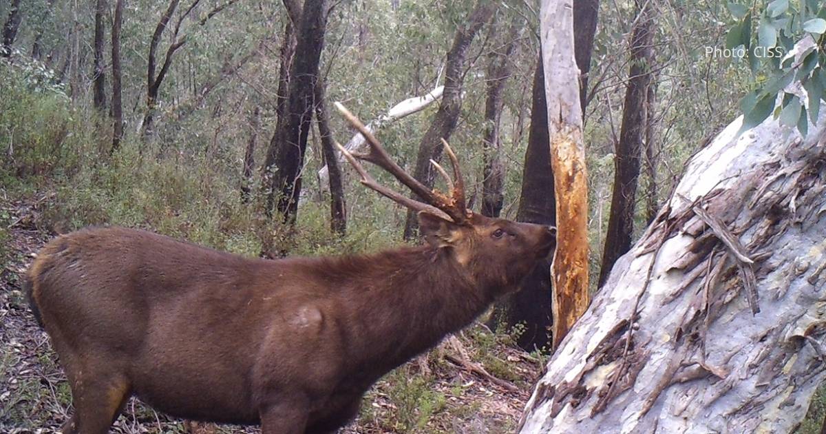 Background briefing: Australia’s deer plague - Invasive Species Council
