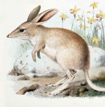 Media releases - Invasive Species Council