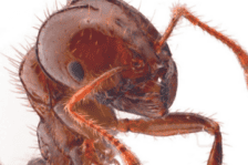8 facts every Australian should know about fire ants - Invasive Species ...