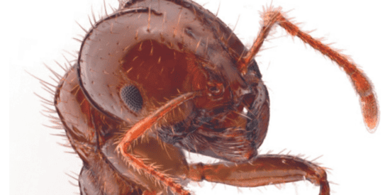 Get your Fire Ant Kit