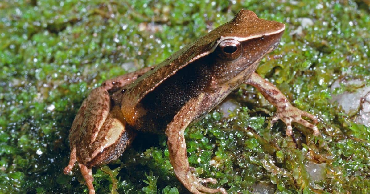 Extinct: Sharp-snouted day frog - Invasive Species Council