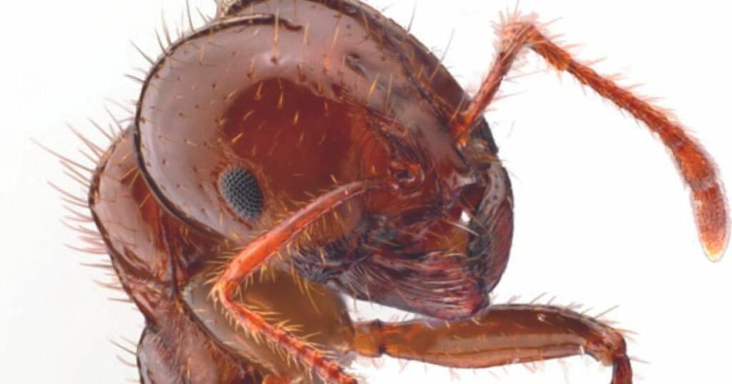 Koalas platypus and echidnas on fire ant menu says federal environment ...