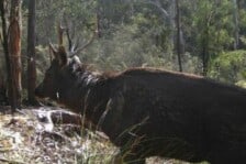 Protecting Australia's natural environment from invasive species