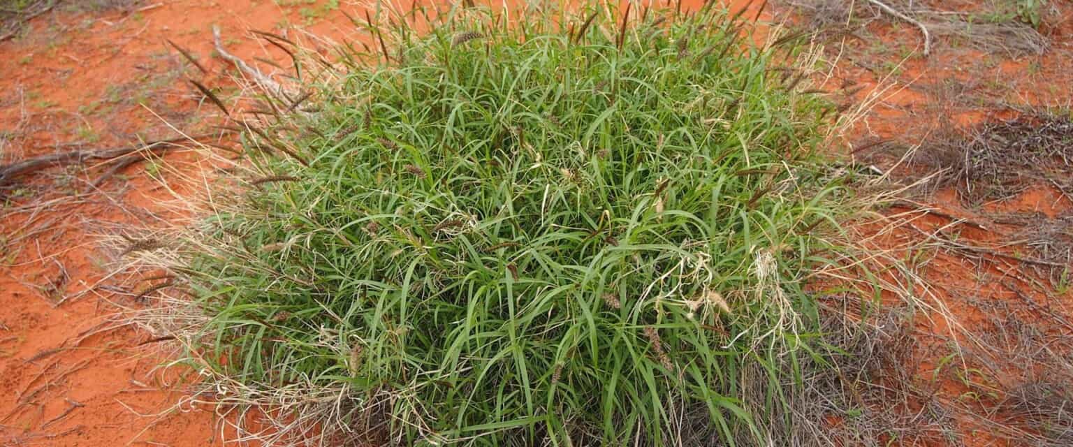 Protecting Australia's natural environment from invasive species