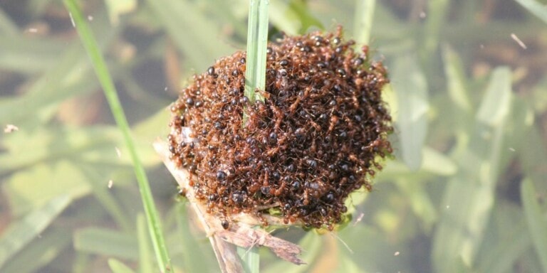 8 facts every Australian should know about fire ants - Invasive Species ...