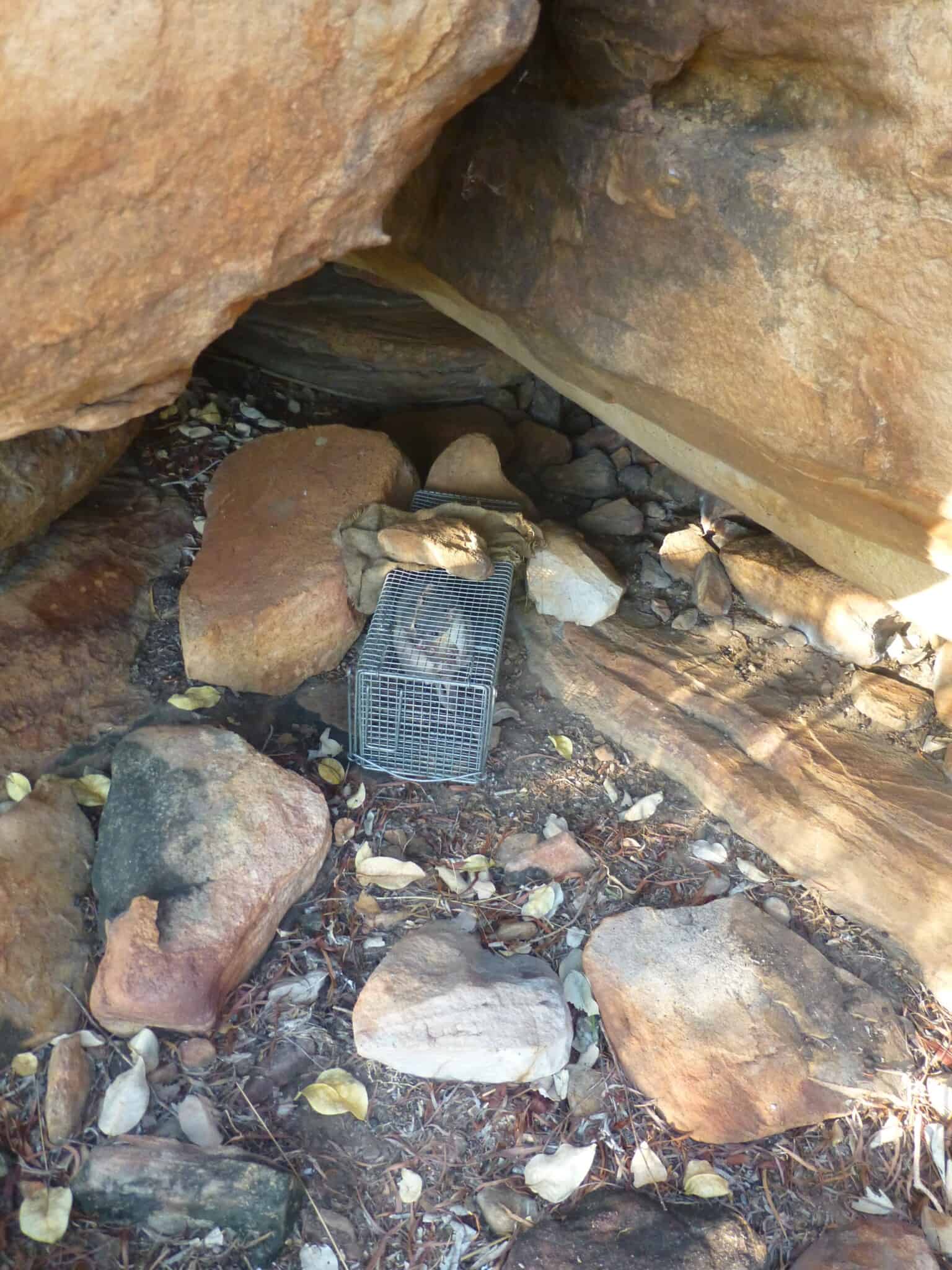 How we’re using AI to save quolls, night parrots, bettongs and kowaris ...