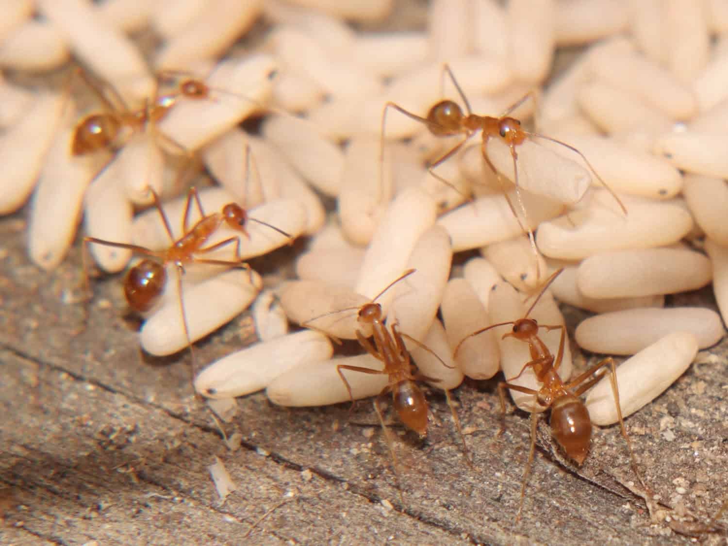 Introducing the Bug Hunt! - Invasive Species Council