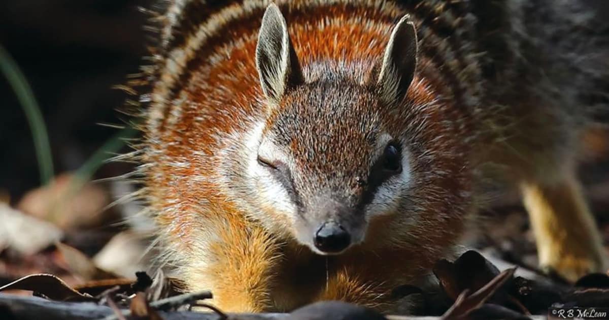 Protecting Australia's natural environment from invasive species