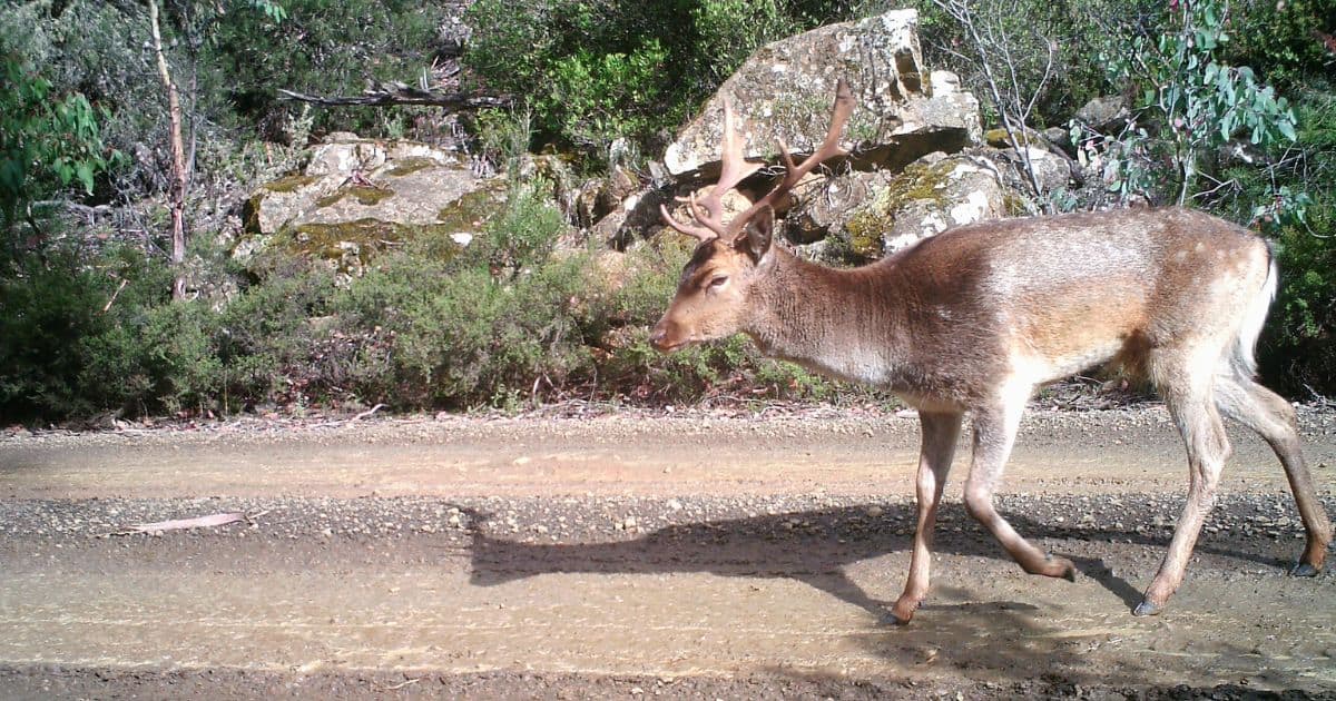 Protect Tasmania from Feral Deer