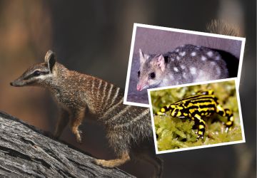 Australia’s moment of truth - Invasive Species Council